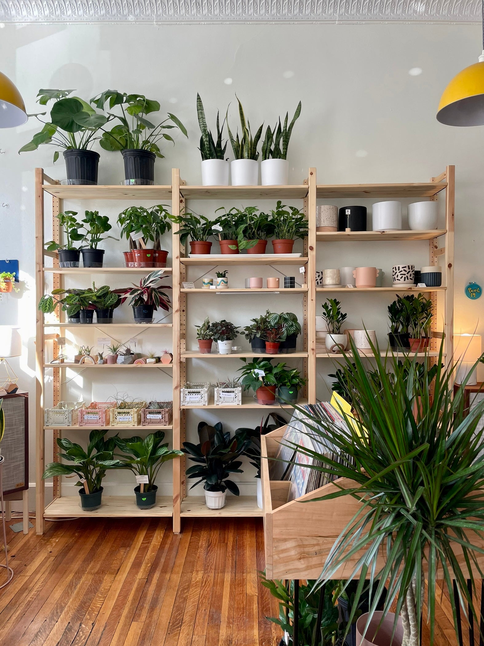 Pool 19 Plants & Records